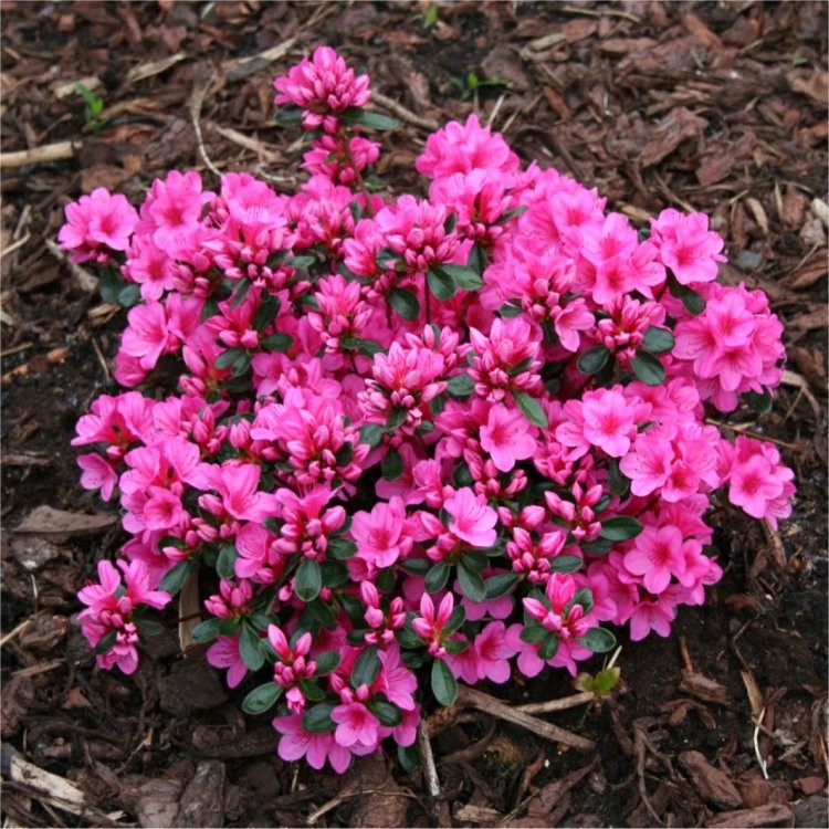 Azalea japonica Anouk - Evergreen Pink Azalea