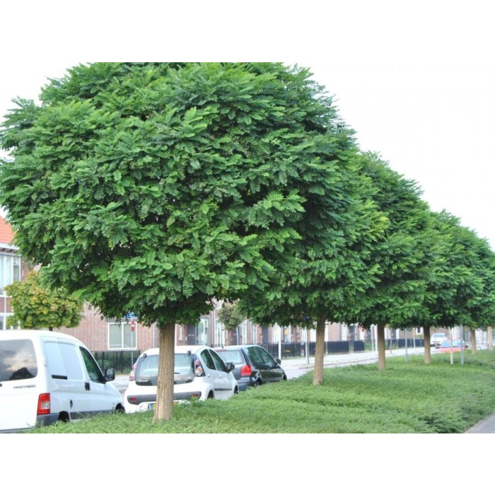 Robinia pseudoacacia umbraculifera - False Acacia 160-180cms Standard Tree