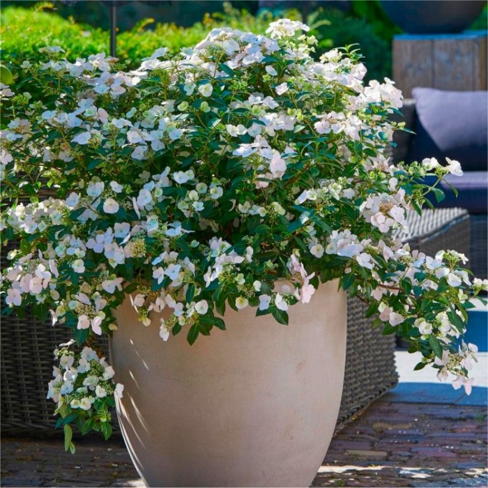 Hydrangea Runaway Bride® - Snow White