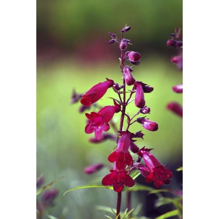 Penstemon Garnet - Beautiful Garnet-Red Penstemon