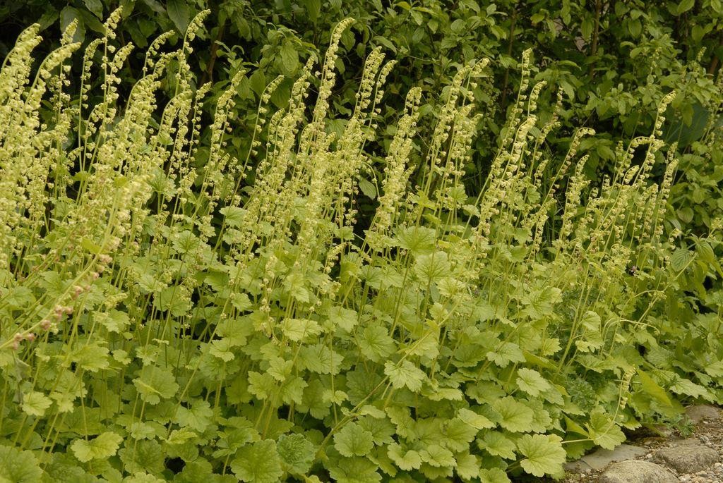 Tellima grandiflora - Fringe Cup Plant