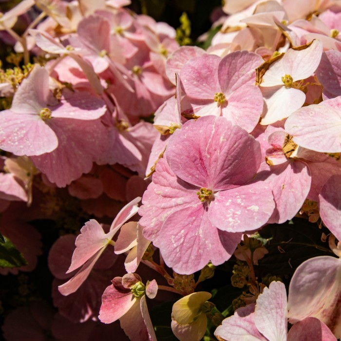 Hydrangea French Bolero Pink