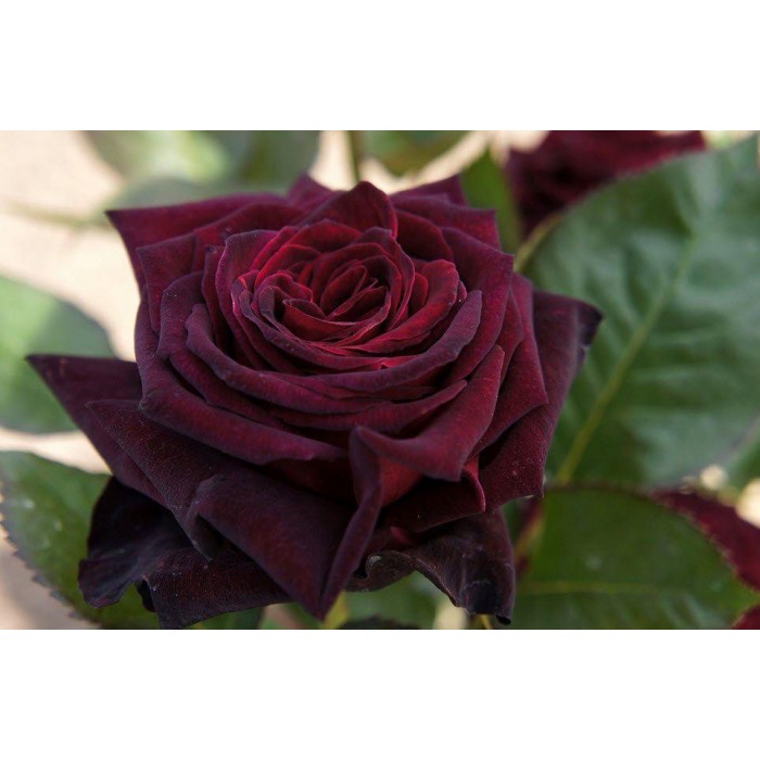 Rose Black Baccara - Hybrid Tea Rose