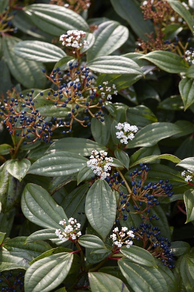 Evergreen Viburnum davidii - Hardy Shrub - LARGE