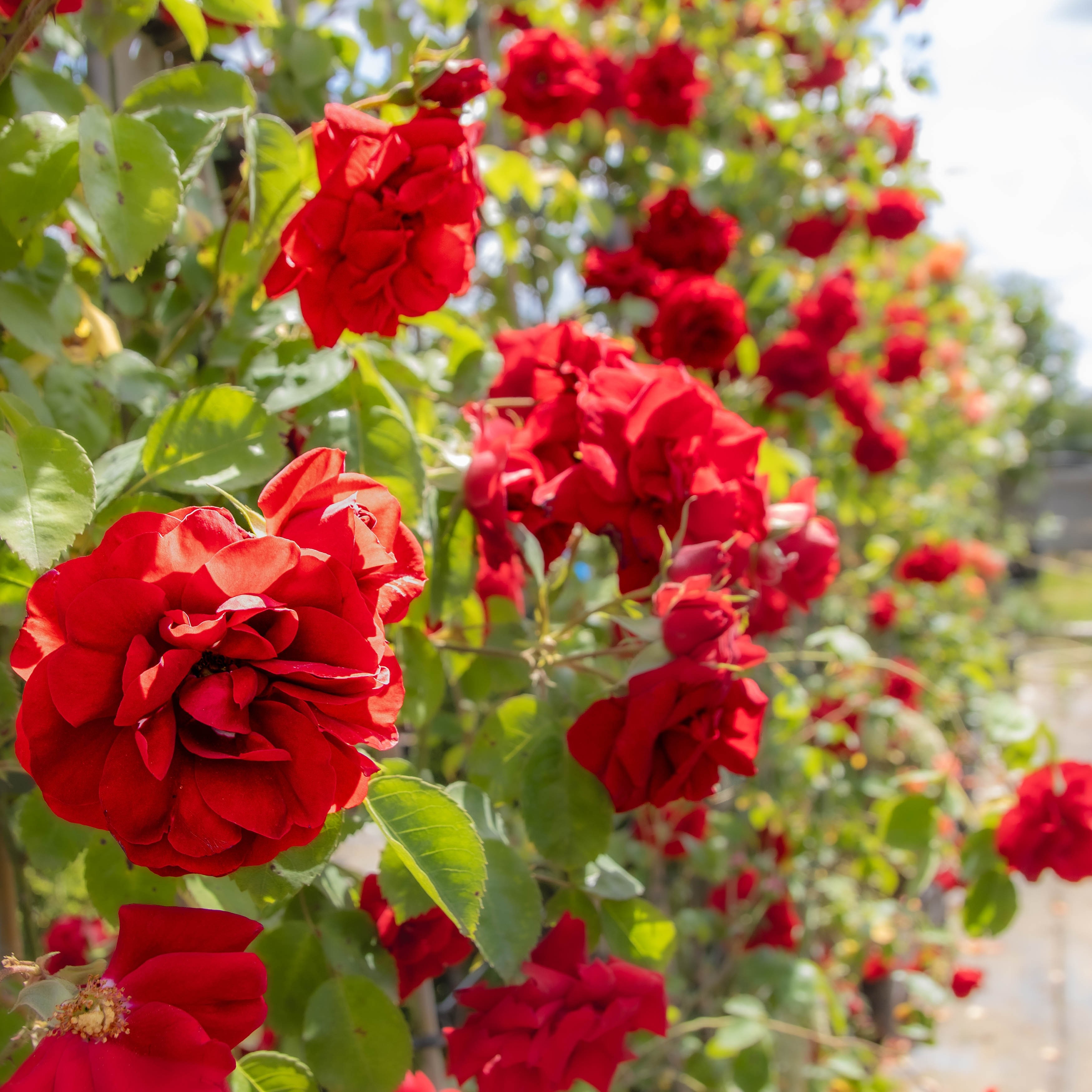 Large 6-7ft Climbing Rose Amadeus
