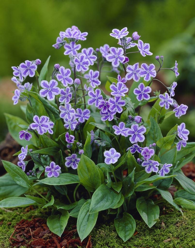 Omphalodes cappadocica Starry Eyes - Navelwort