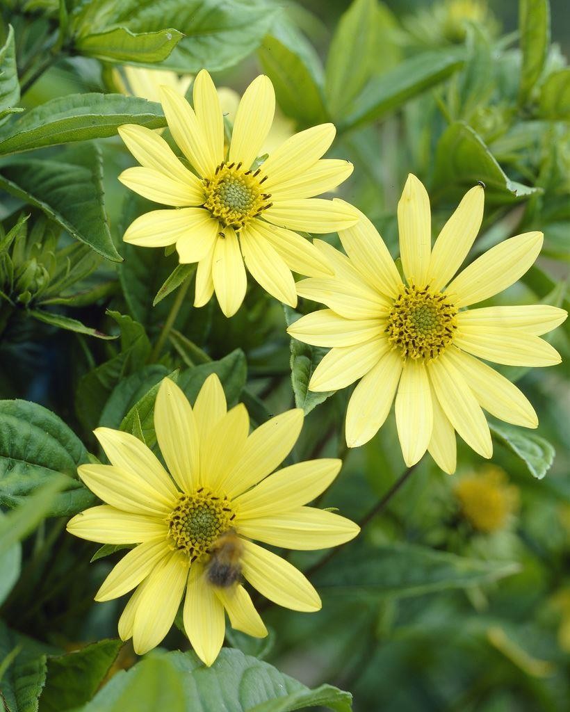 Helianthus Lemon Queen - Perennial Sunflower