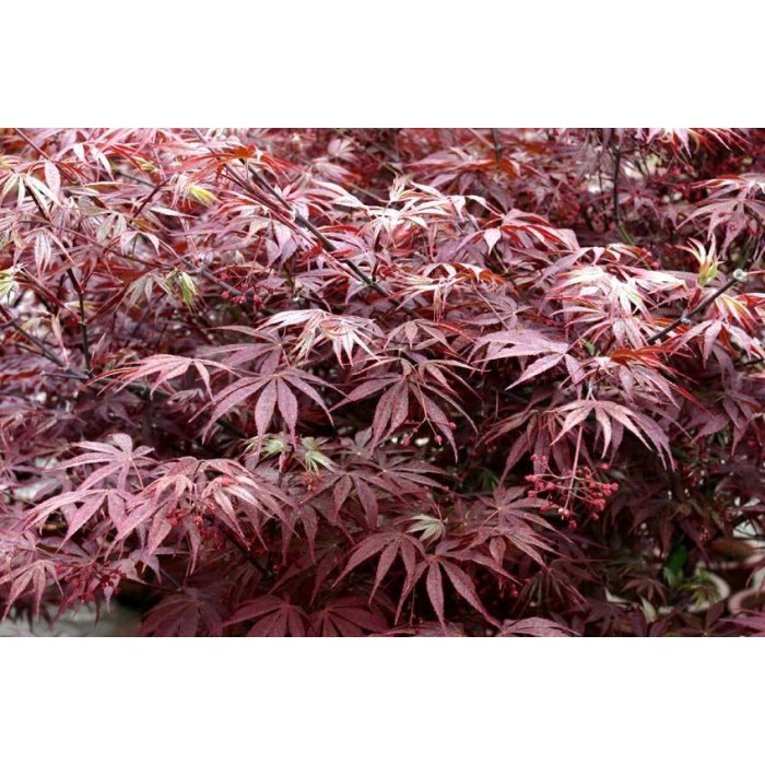 Large Acer Japanese Maple Tree - Suminagashi