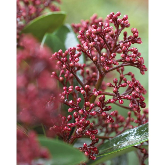 Skimmia japonica Rubella - Young Plant in Bud