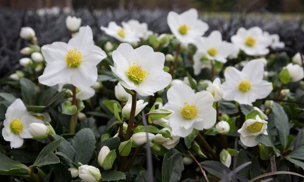 Helleborus niger - White Hellebore in Bud