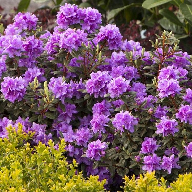 Dwarf Rhododendron Ramapo