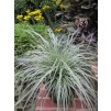 Carex oshimensis Evercolour® ‘Everest’ - Evergreen Japanese Sedge