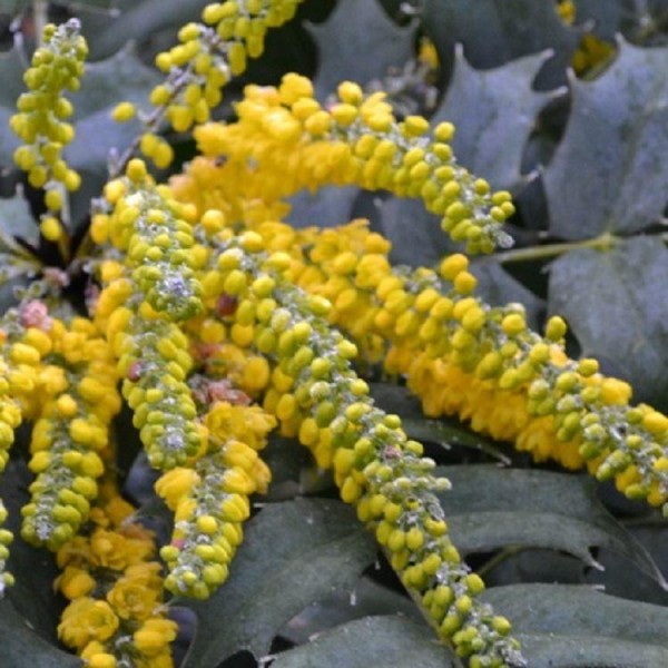 Buy Mahonia shrubs | Oregon Grape | Mahonia plants online