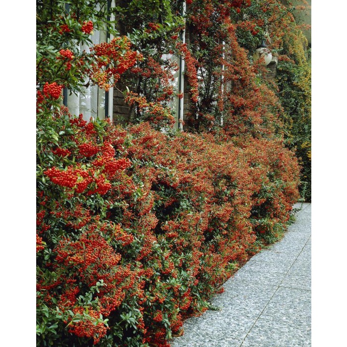 Pyracantha Red Column - Firethorn - LARGE Approx 6ft Hedging Pyracantha