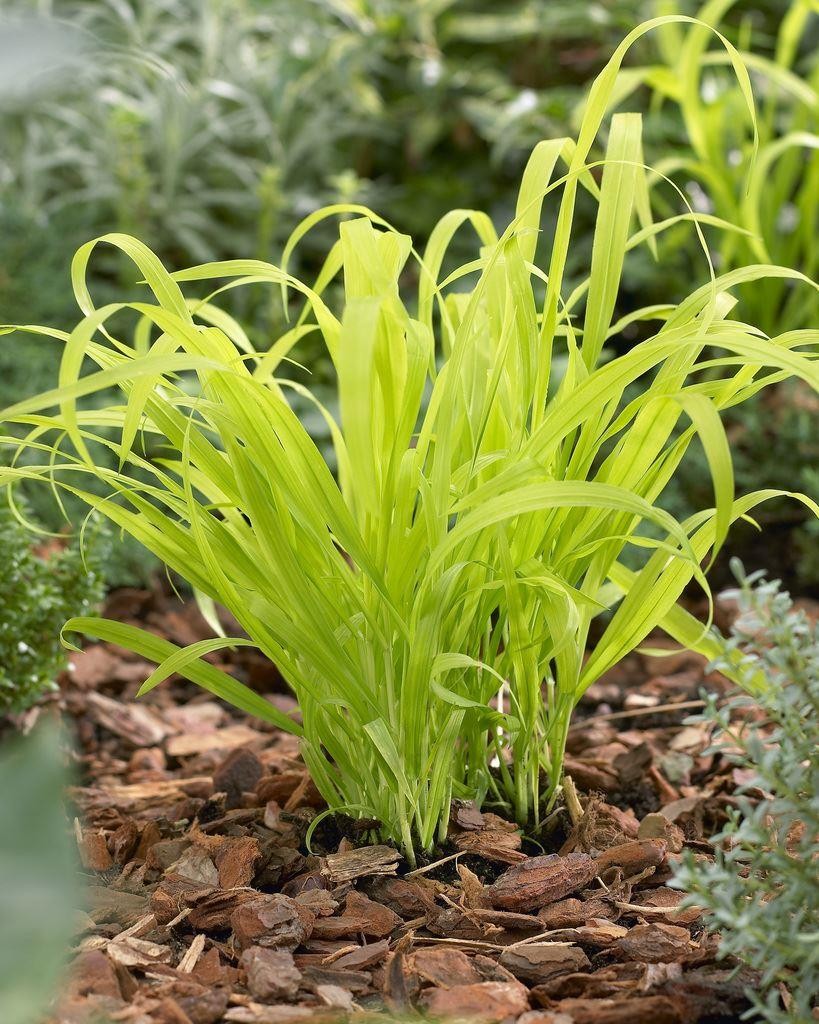 Milium effusum aureum