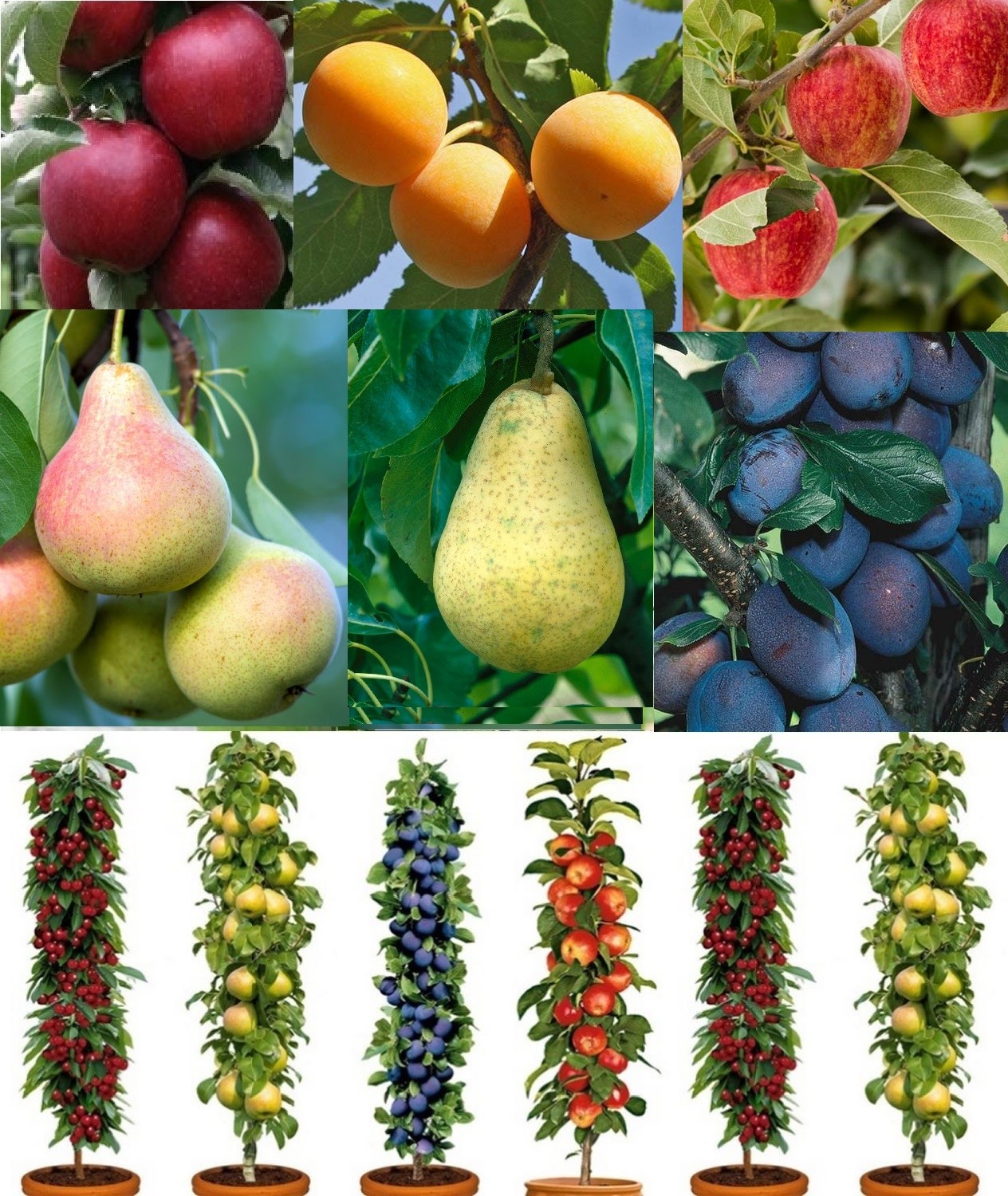 Dwarf Patio PILLAR Fruit Trees Mini Orchard Collection - FOUR Different ...