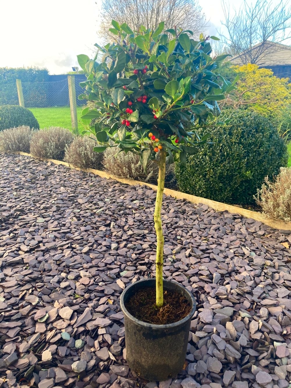 Majestic Metre Tall Holly Tree Standard - Ilex Nellie Stevens ...