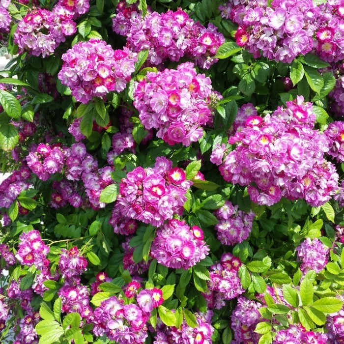 Climbing Rose - Perennial Blue