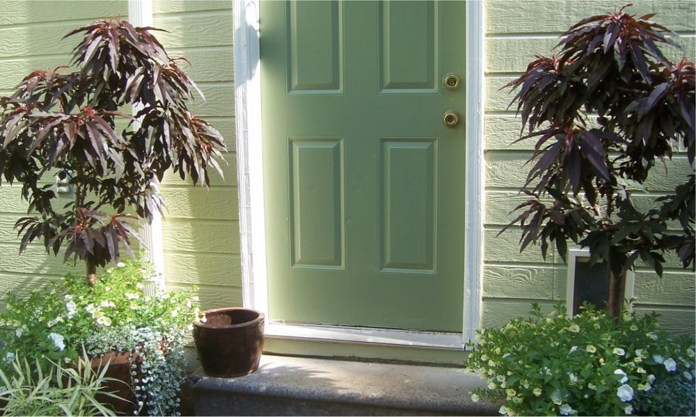 Crimson Bonfire - Red leaf Patio Peach Tree - Amazing Red leaved ...