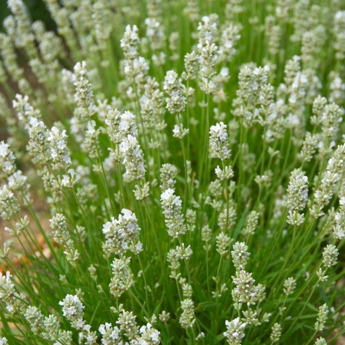 Lavandula angustifolia Alba - Arctic Snow - Hardy White Edelweiss ...