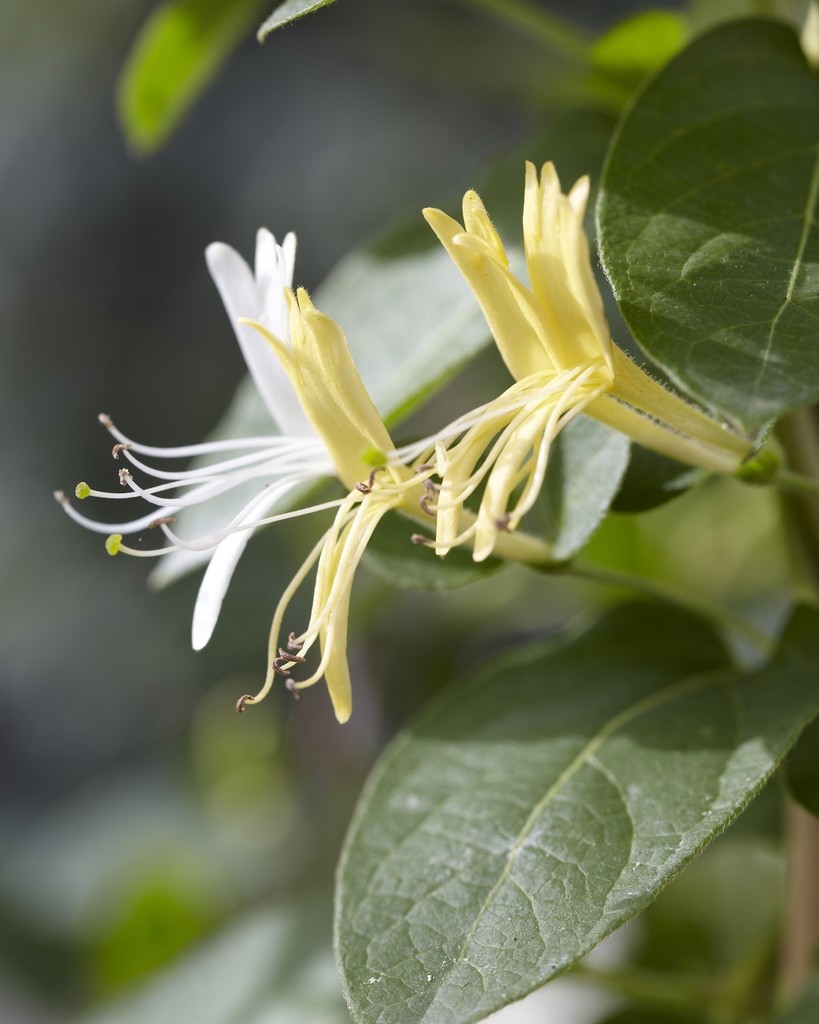 Lonicera japonica 'Hall's Prolific'