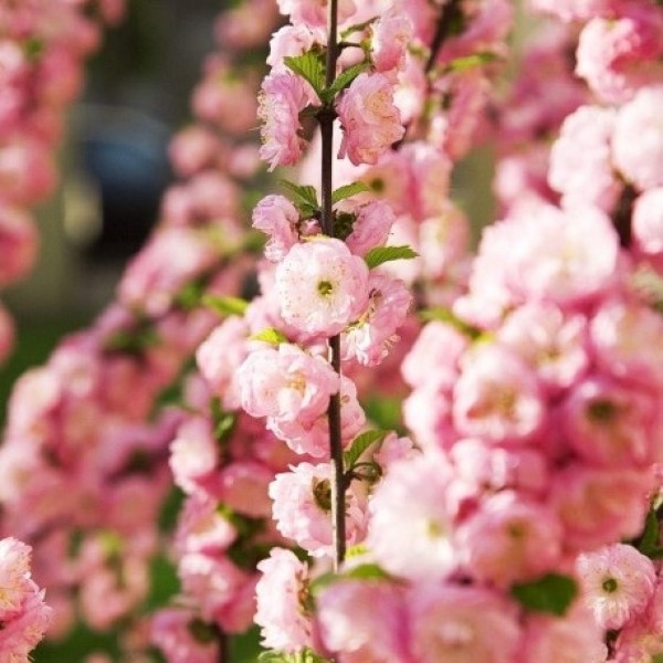 Prunus Comet - Compact Cherry Almond Shrub