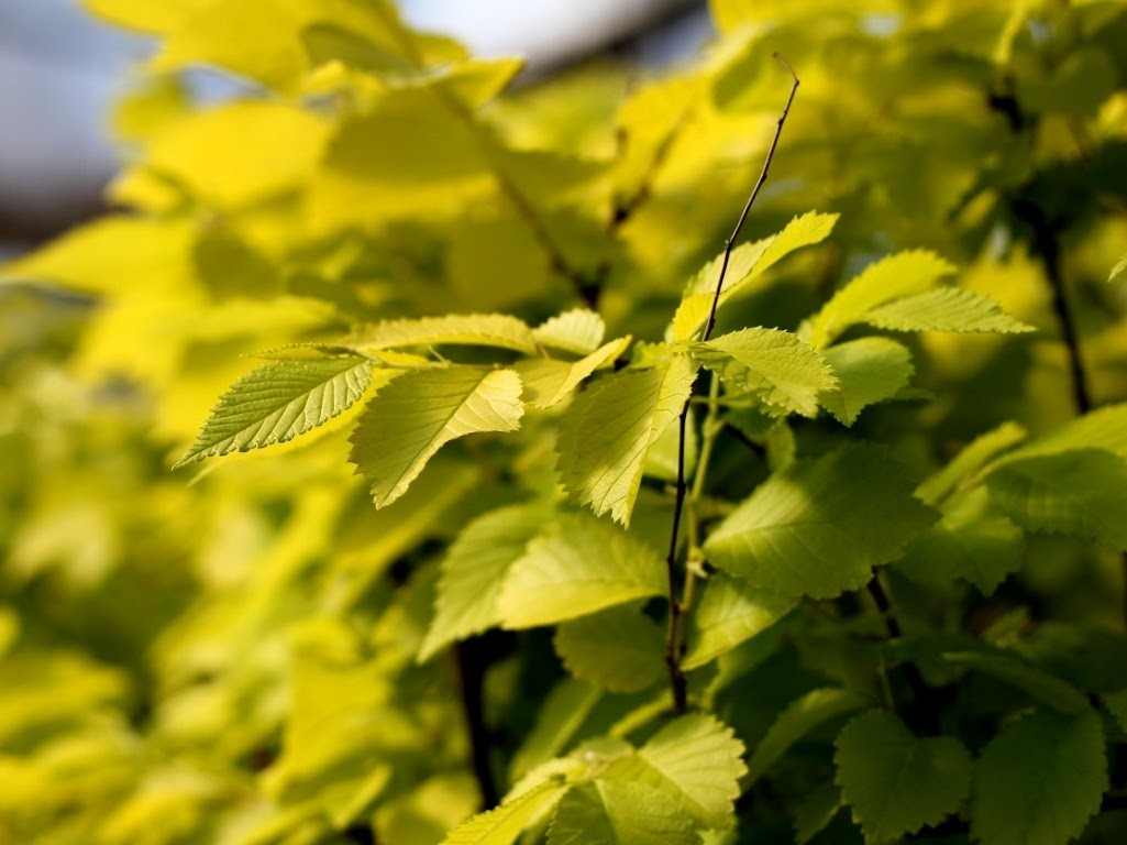 Ulmus × hollandica 'Wredei' - Golden Pillar Elm Tree