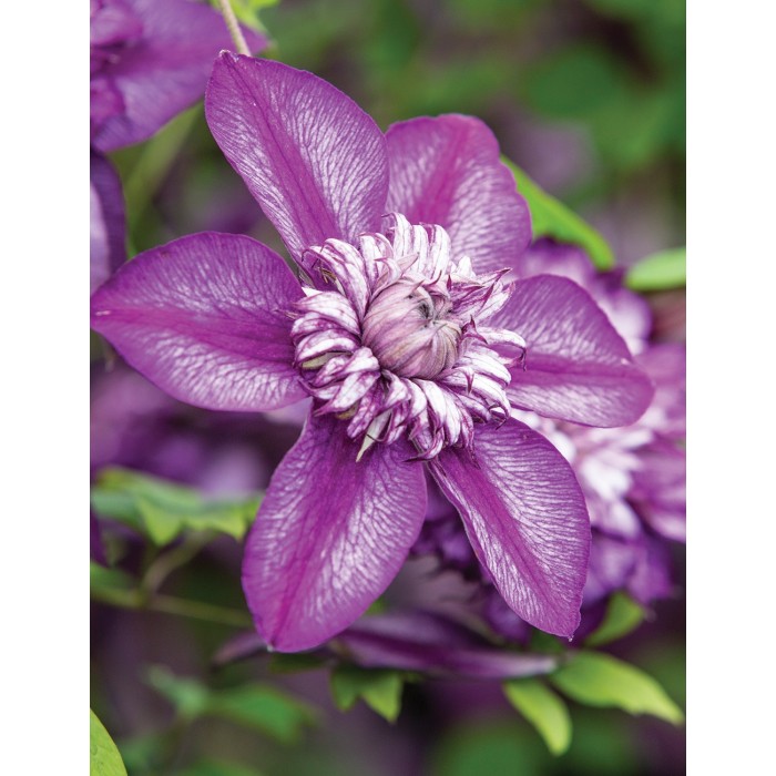 Clematis Cassis - Summer Flowering Clematis
