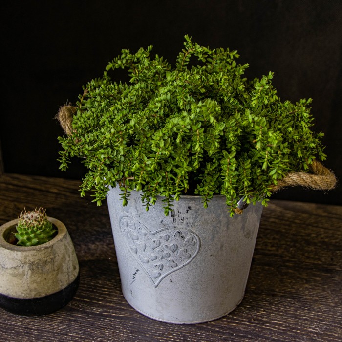 Heart Zinc Pot with Hessian Ears - Medium (18cm)