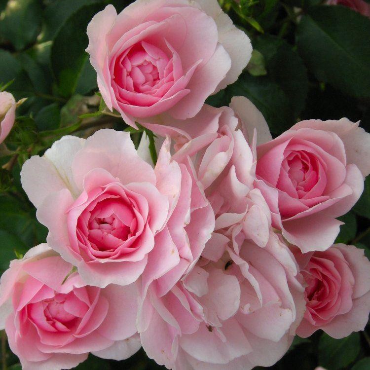 Rose Bonica - Floribunda Shrub Rose