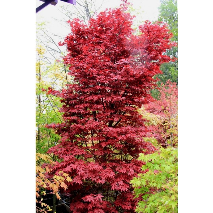 Acer palmatum 'Twombly's Red Sentinel'