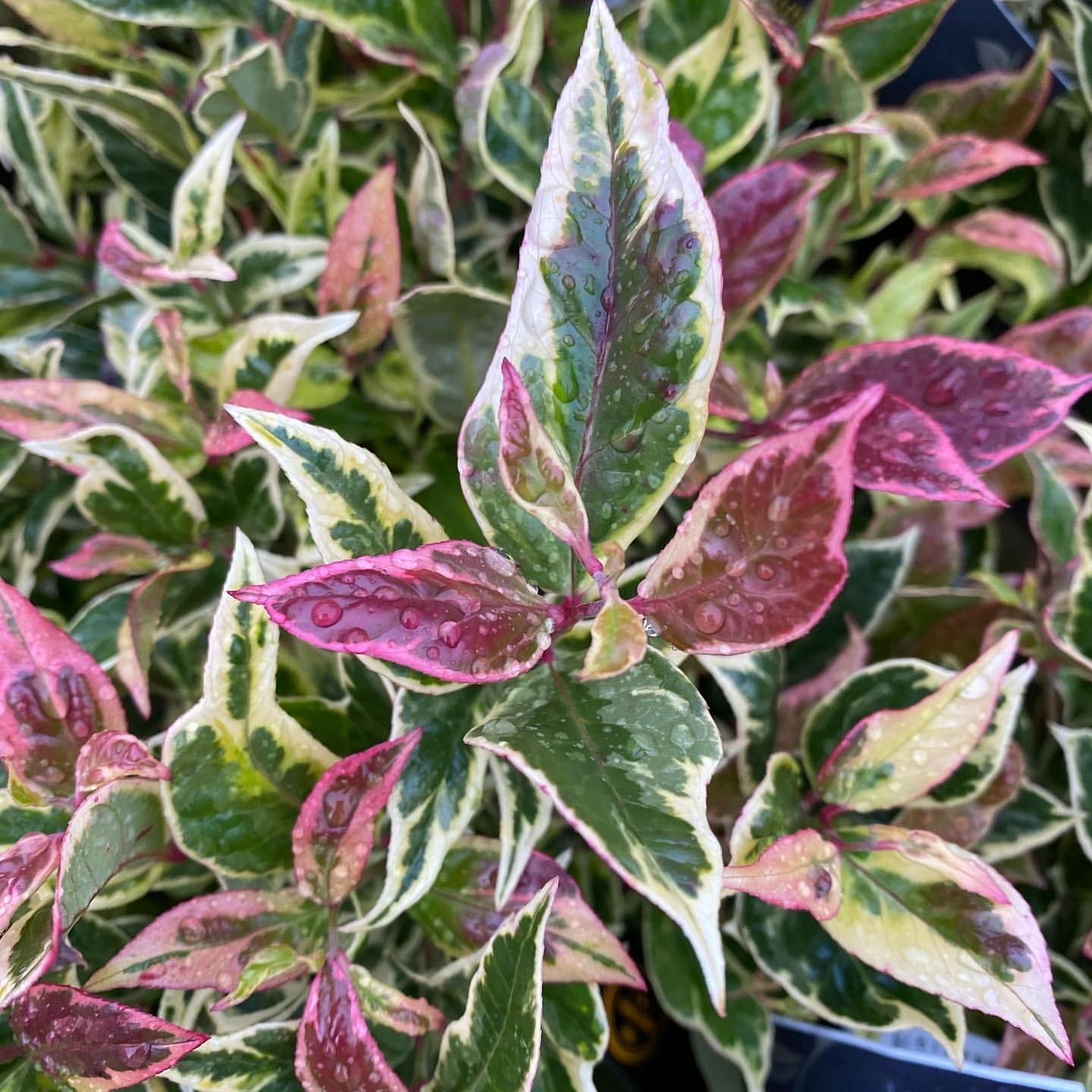 Leucothoe walteri Firestar - New Variegated Gold and Red Evergreen