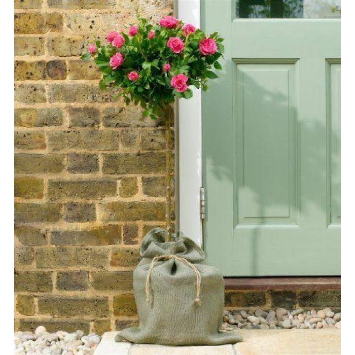 Pair of Mini Standard PINK Patio Rose Trees