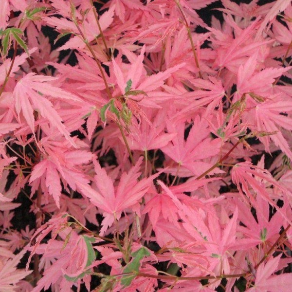 Acer palmatum Asahi-Zuru (Orido-Nishiki)