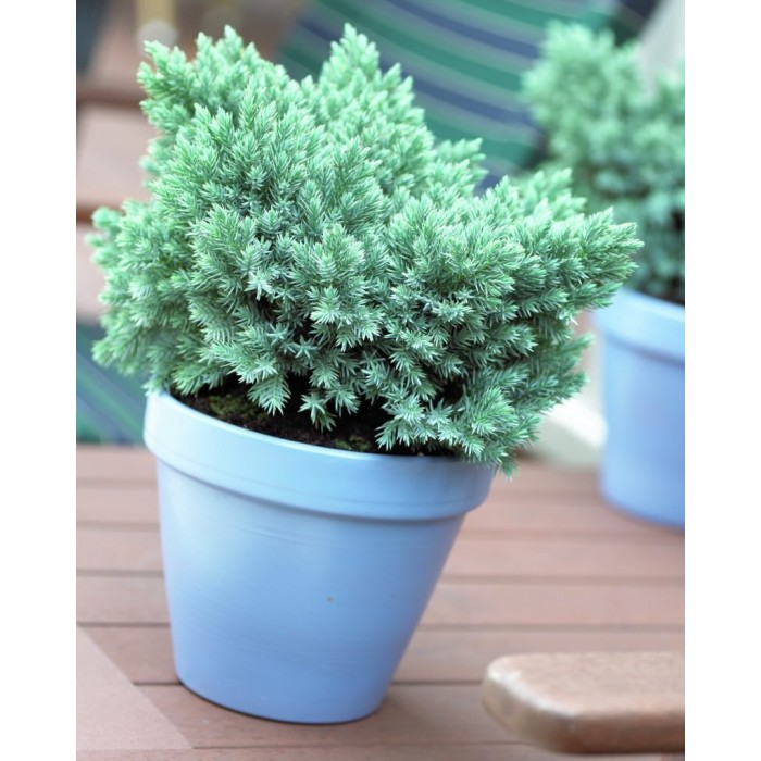Juniperus squamata 'Blue Star' - Dwarf Slow Growing Conifer