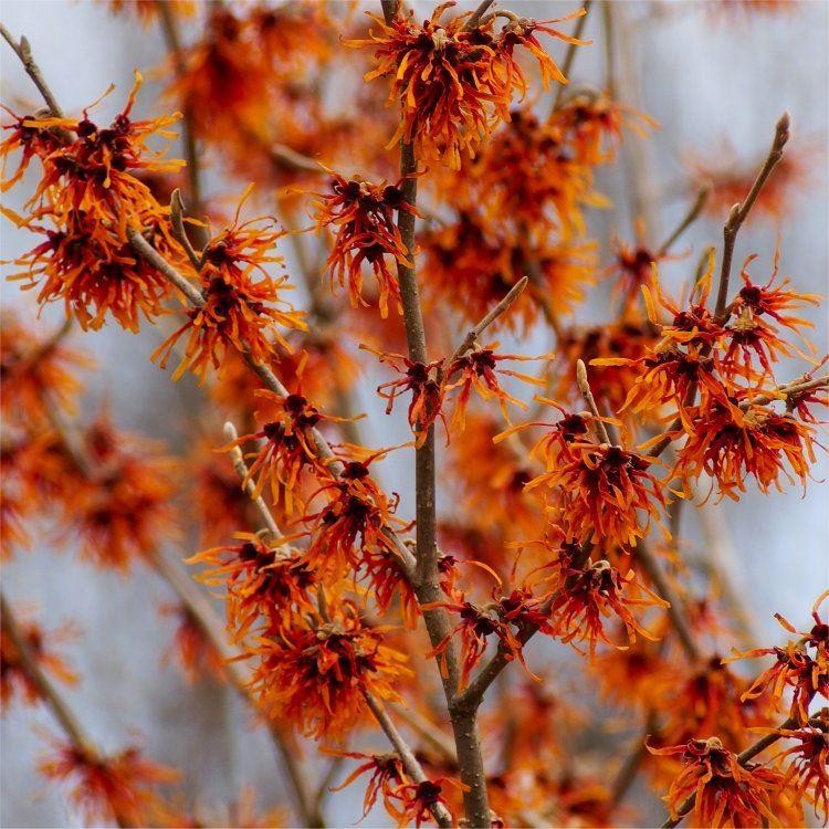 Hamamelis Jelena - Witch Hazel