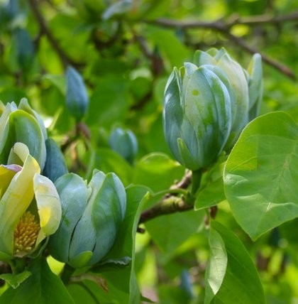 Magnolia acuminata Blue Baby - 60-80cm Plant