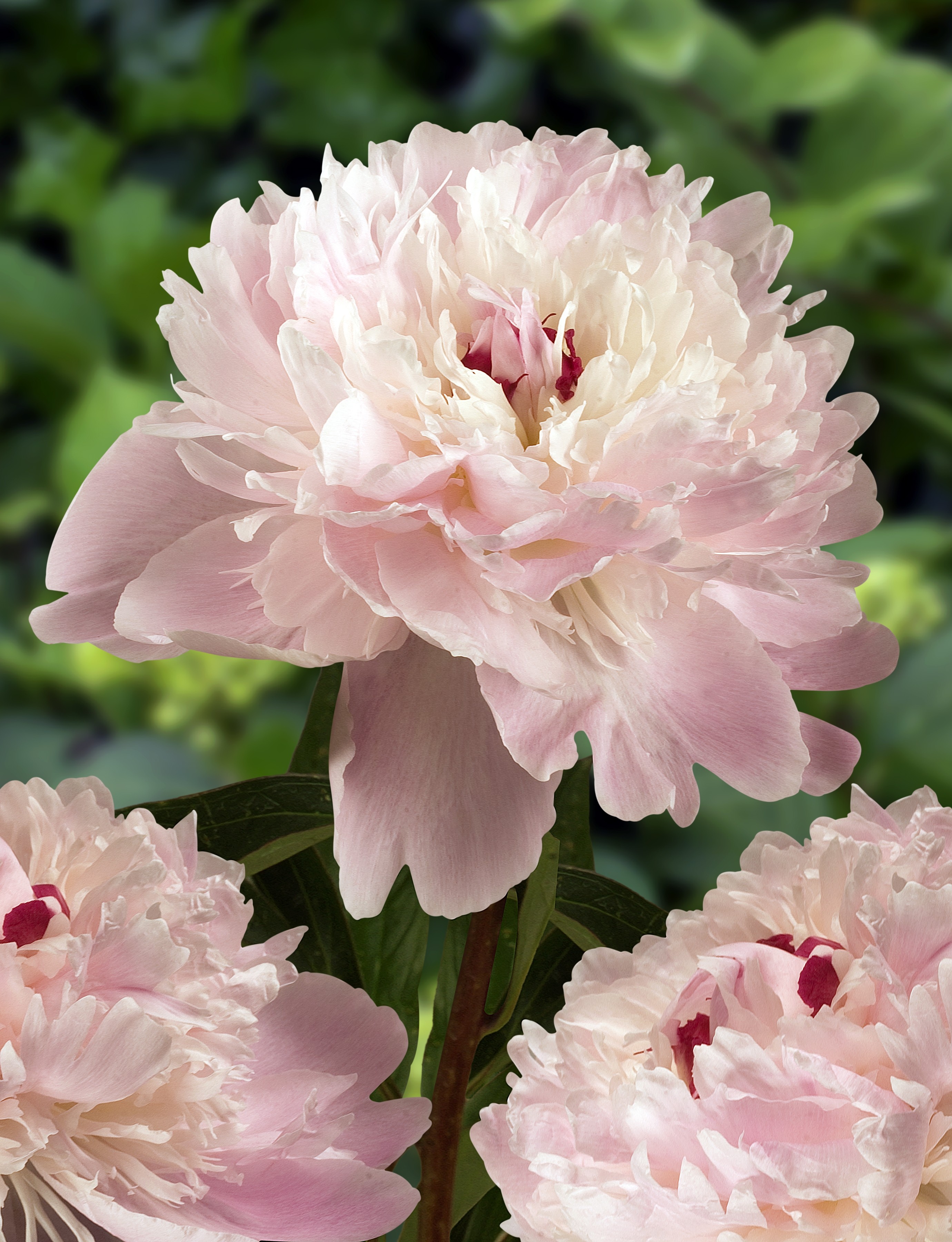 Peony Plants MEGA PACK - Exotic Looking Fragrant Garden Peony Plants ...
