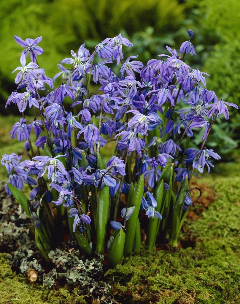 Scilla sibirica - Siberian Squills - Pack of 15 Bulbs