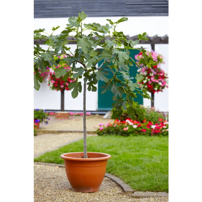 Extra Large Fig Tree - 5-6ft Standard Fig Tree - Ficus carica