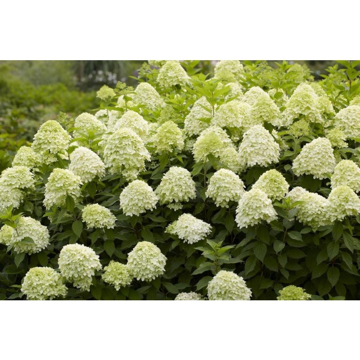 Hydrangea paniculata Limelight - EXTRA LARGE Flowering Plant