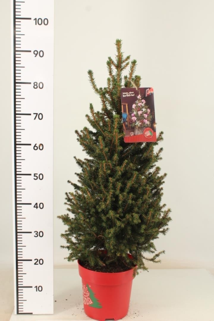 Fresh 'Little Santa' Christmas Tree - 100cm Potted Spruce
