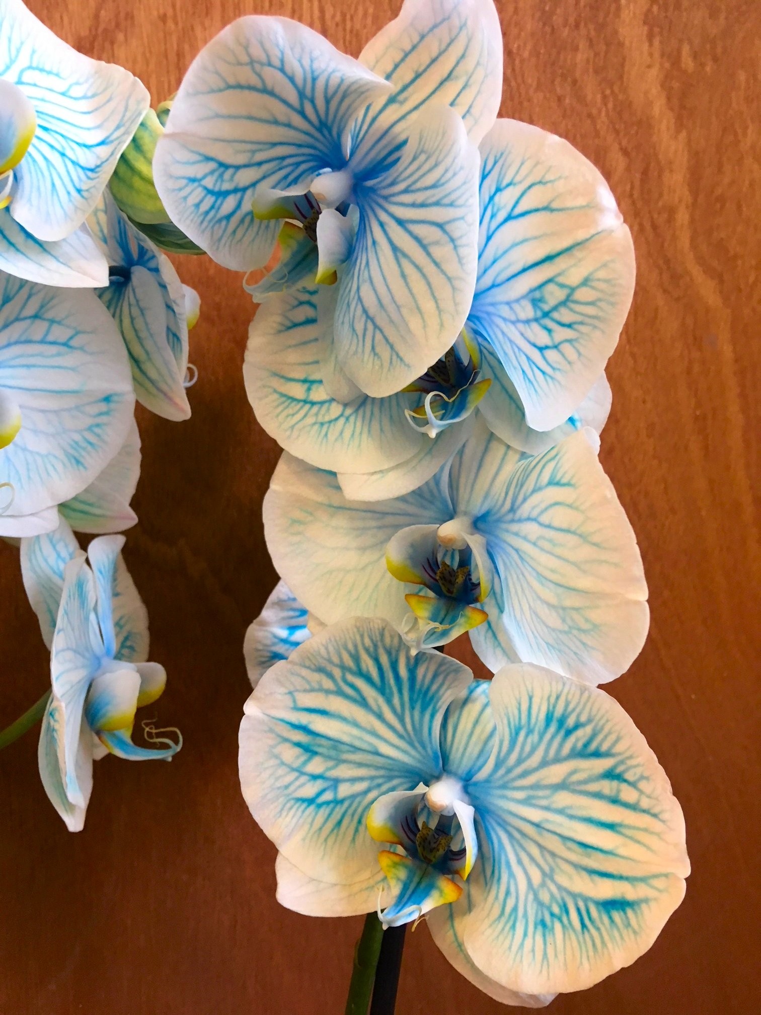 Luxury Double Stemmed Giant Flowered Delft Blue Phalaenopsis Moth Orchid