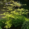 Cornus alternifolia Golden Shadows - Golden Wedding Cake Pagoda Tree