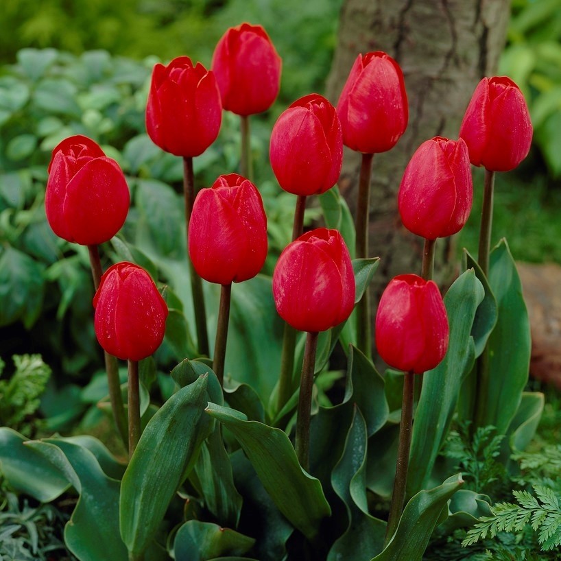 Tulip Sevilla - Pack of 12 Bulbs