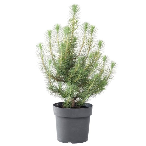 Christmas Tree - Pinus pinea Silver Crest - Stone Pine