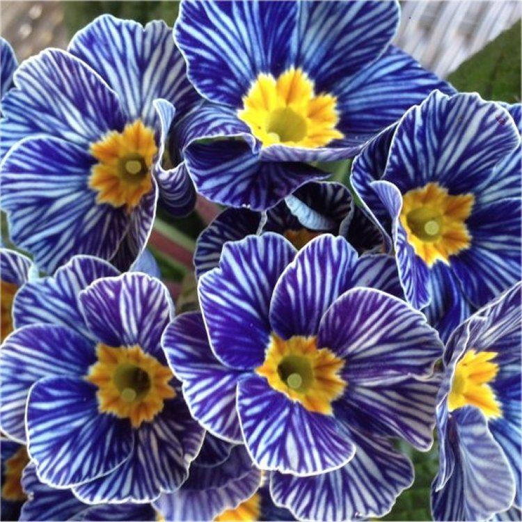 Primrose Blue Zebra - Zebra Blue Primula - Pack of SIX Plants