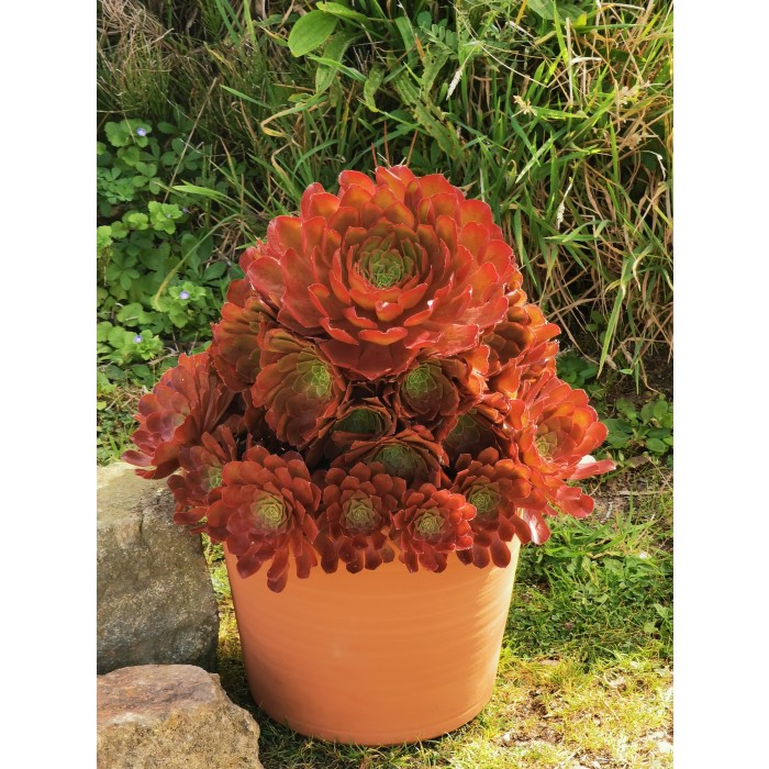 Semponium 'Sienna' - Surreal Succulents