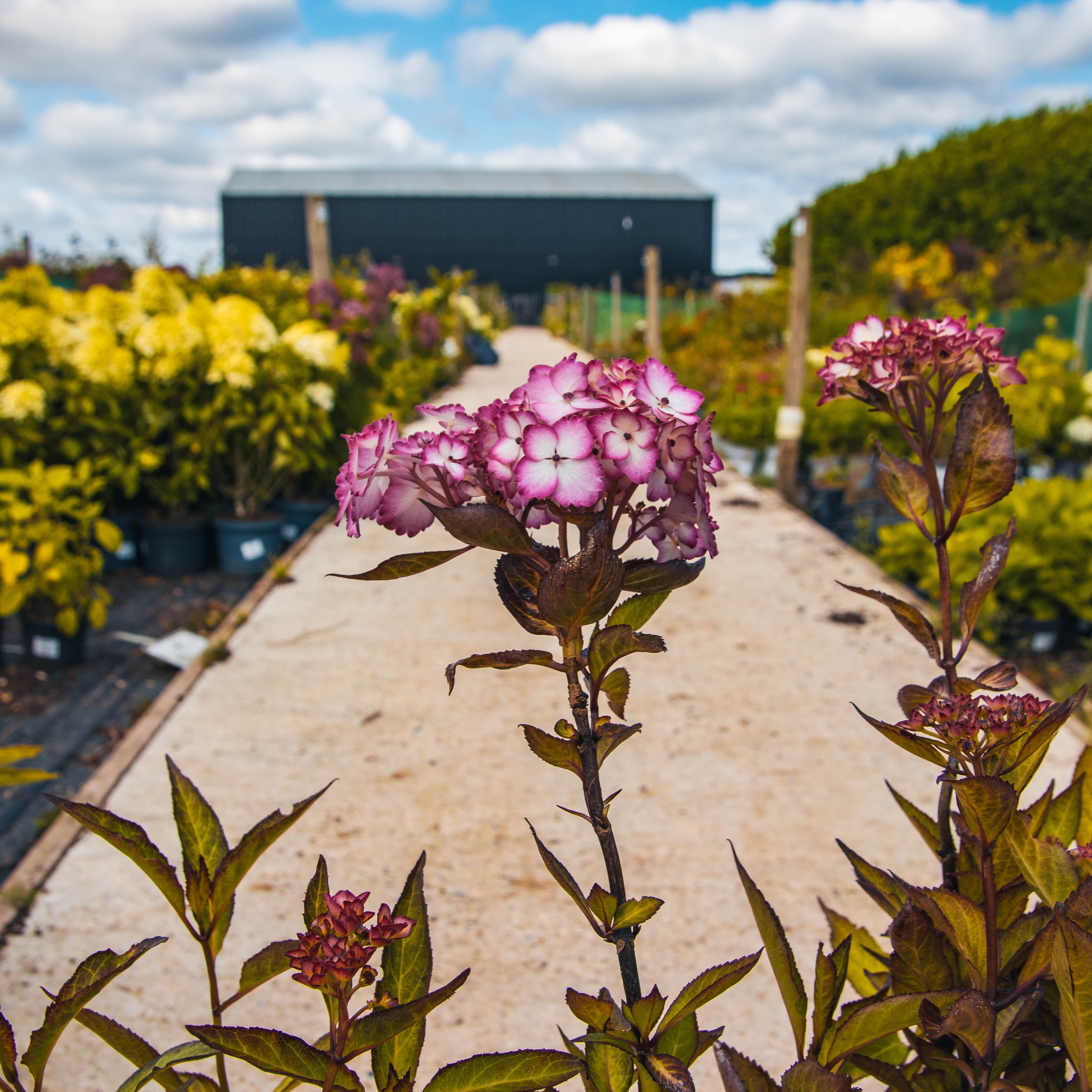 Hydrangea paniculata Carousel
