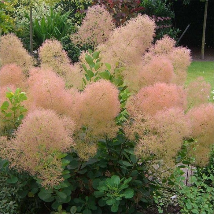 Cotinus coggygria - Smoke Tree - Large 1.2m Specimen Plant